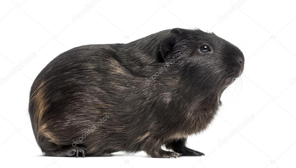 Side view of a Guinea pig Stock Photo by ©lifeonwhite 53307873