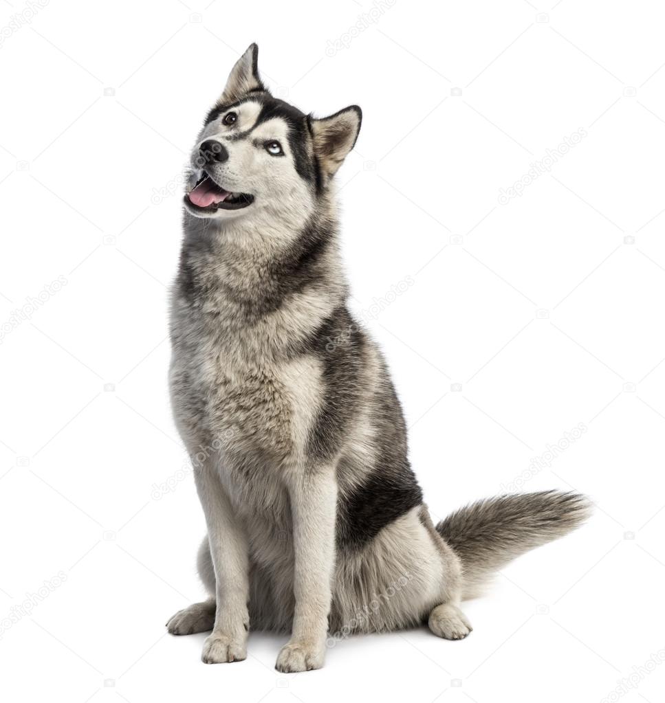 Siberian husky sitting and looking up — Stock Photo © lifeonwhite #53307907