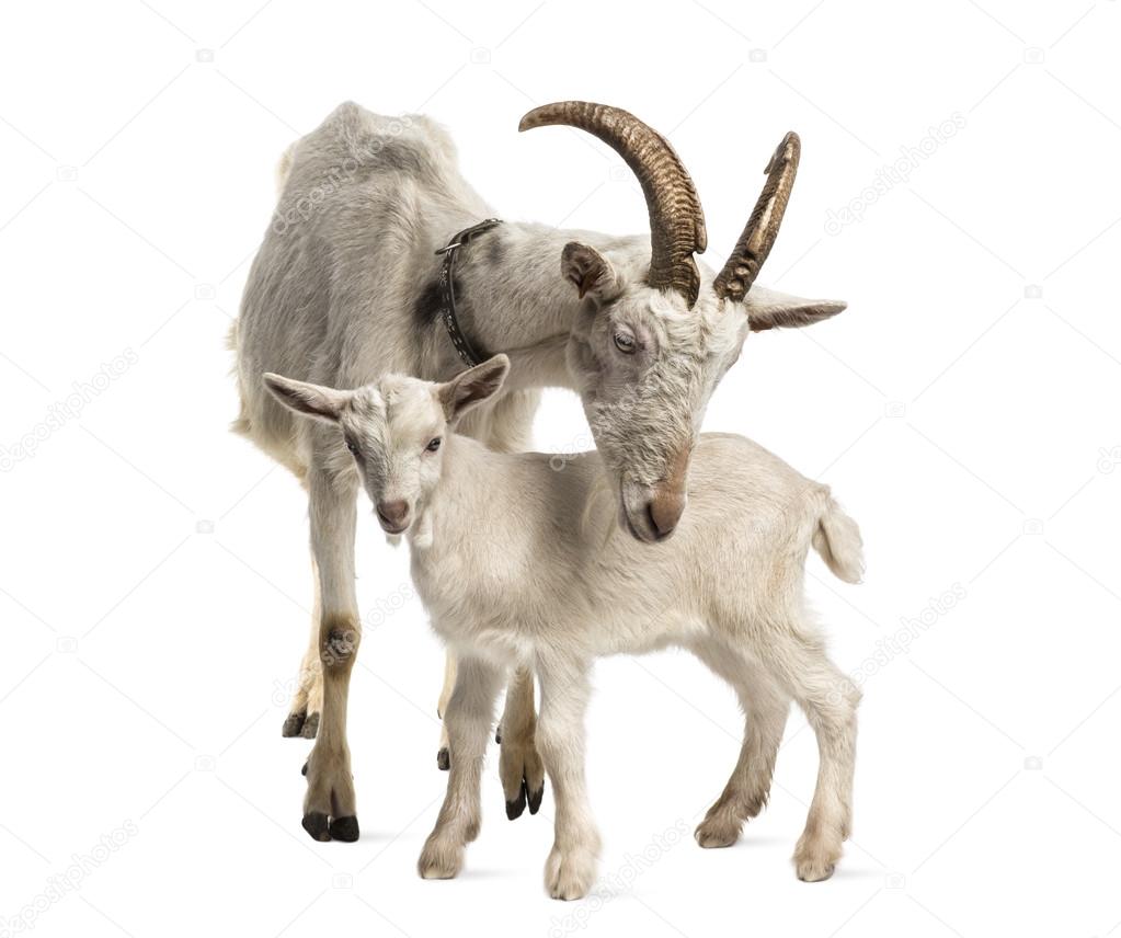 Mother goat and her kid (8 weeks old) isolated on white Stock Photo by ...