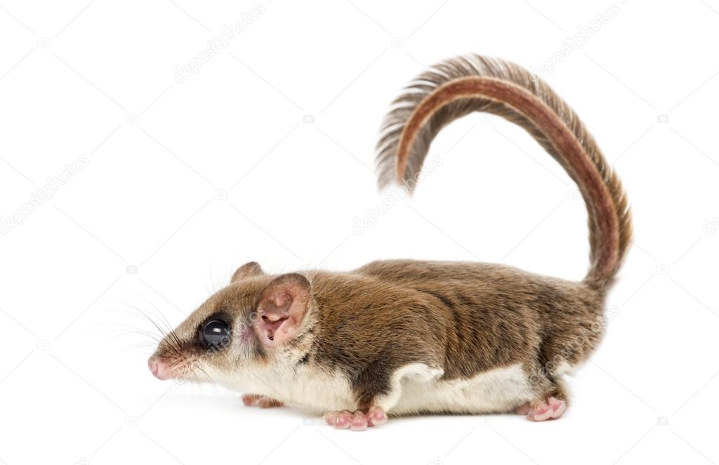 Sugar glider - Acrobates pygmaeus Stock Photo by ©lifeonwhite 59141753