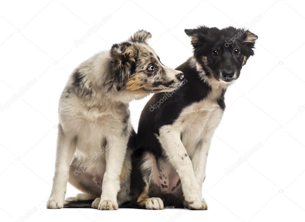 Two Border collies Stock Photo by ©lifeonwhite 59145445