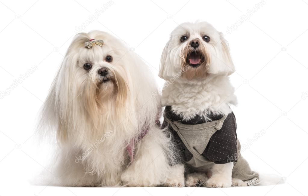 Two Malteses — Stock Photo © lifeonwhite #64392663