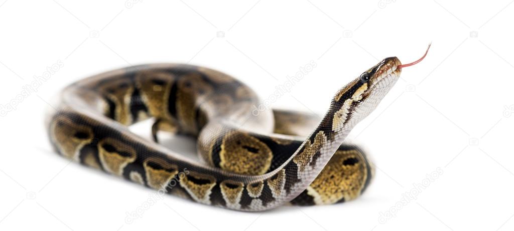 Ball python — Stock Photo © lifeonwhite #64395011