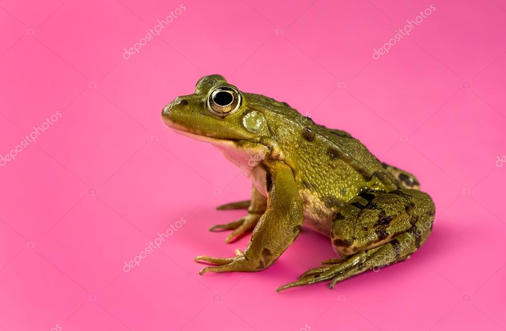 Common Water Frog in front of a pink background Stock Photo by ...