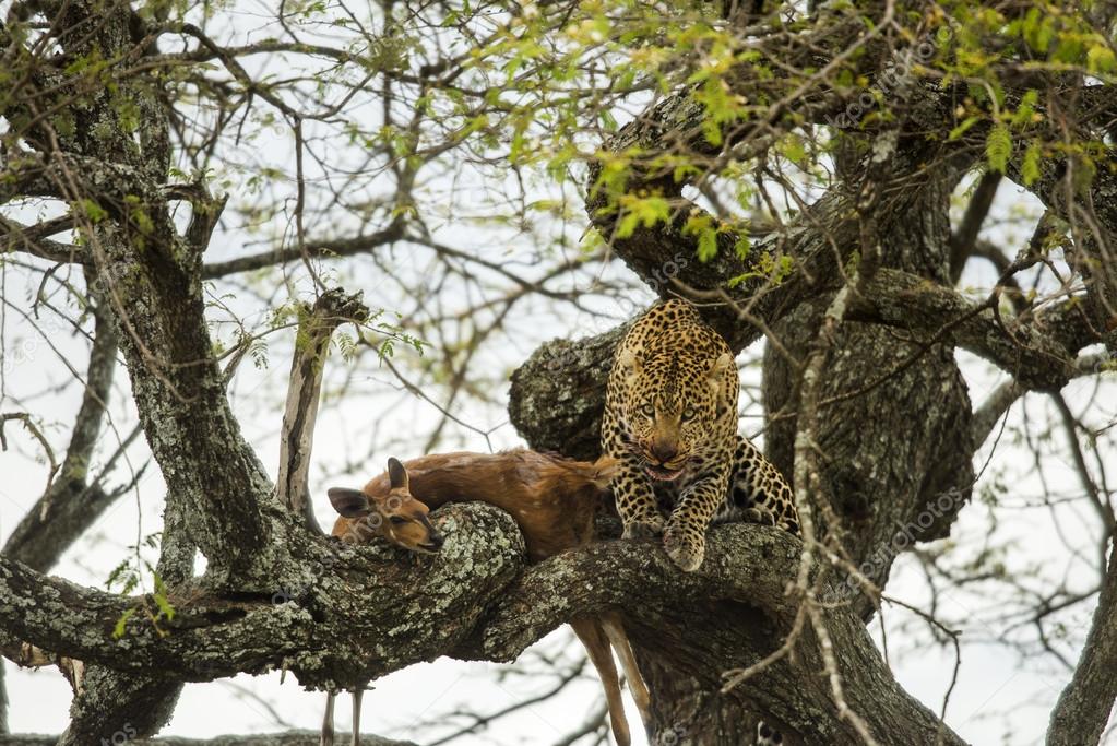 Leopards In Trees With Prey