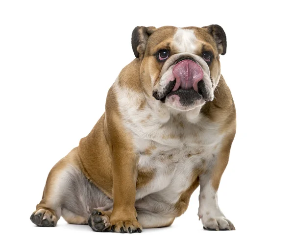 English Bulldog (1 year old) in front of a white background Stock Photo ...