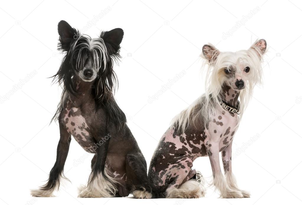 What Is The National Dog Of China