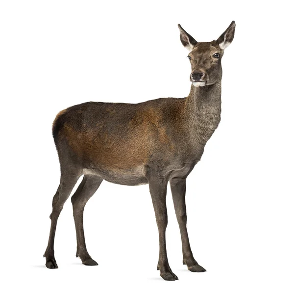 Rear view of Roe Deer Fawn, Capreolus capreolus, 15 days old, standing ...