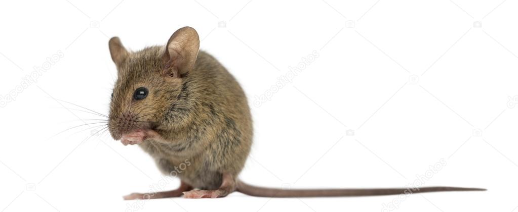 Wood mouse cleaning itself in front of a white background — Stock Photo ...