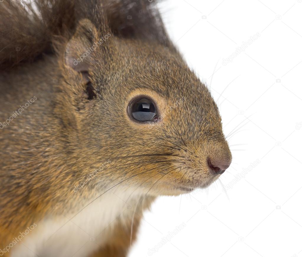 Close-up of a Red squirrel in front of a white background — Stock Photo ...