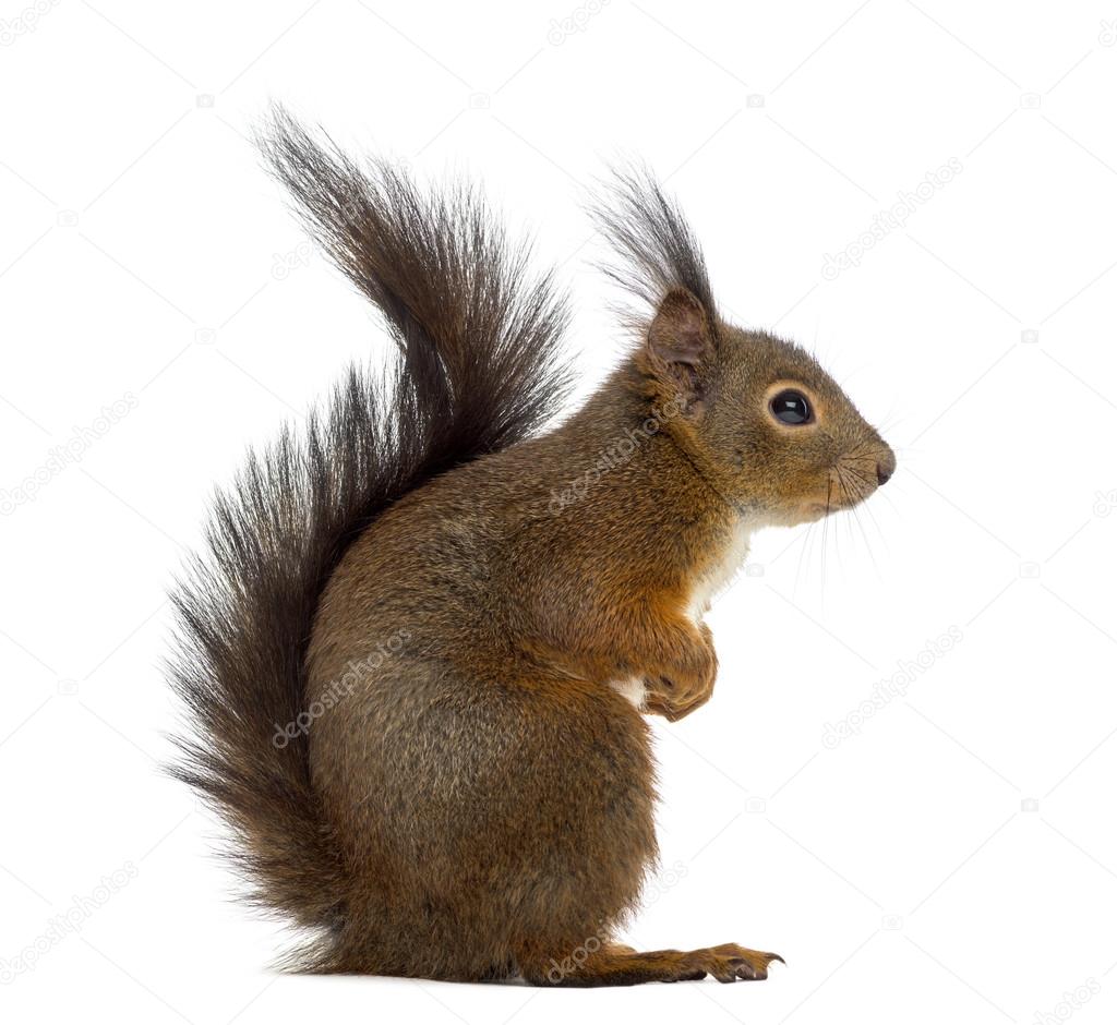 Red squirrel in front of a white background — Stock Photo © lifeonwhite ...