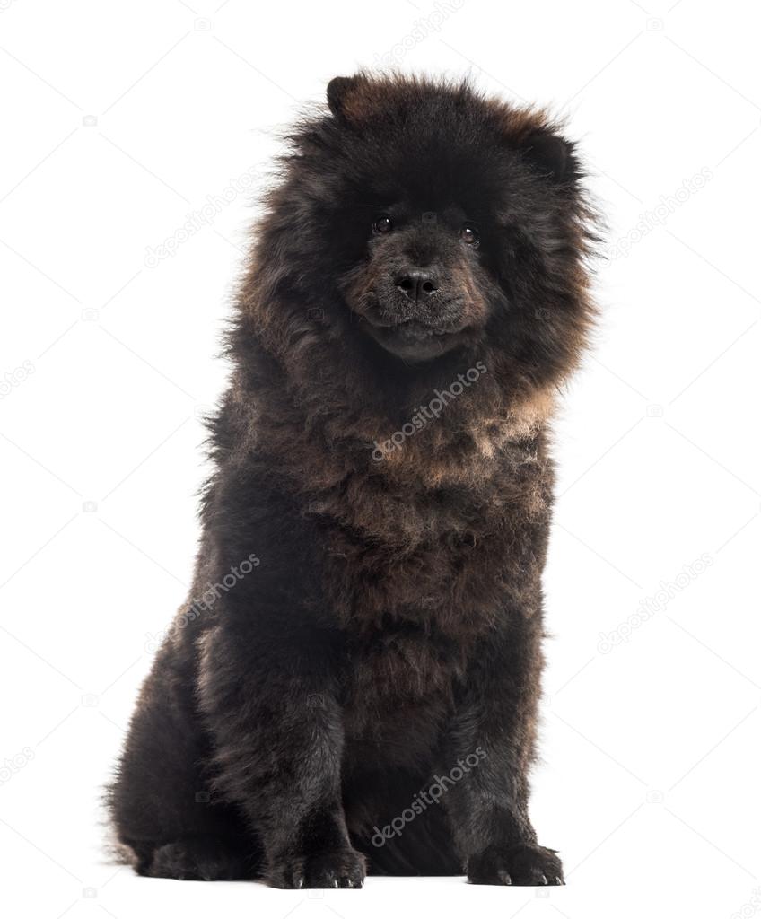 Black Chow Husky Mix