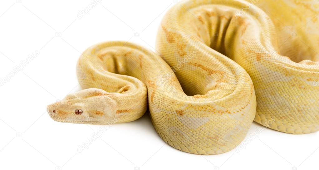 White Albino Python