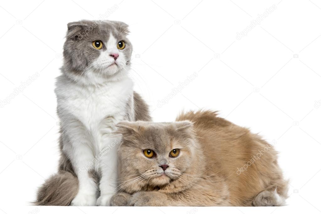 Two Highland folds in front of a white background — Stock Photo ...