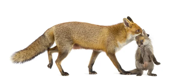 Young fox Stock Photos, Royalty Free Young fox Images | Depositphotos®