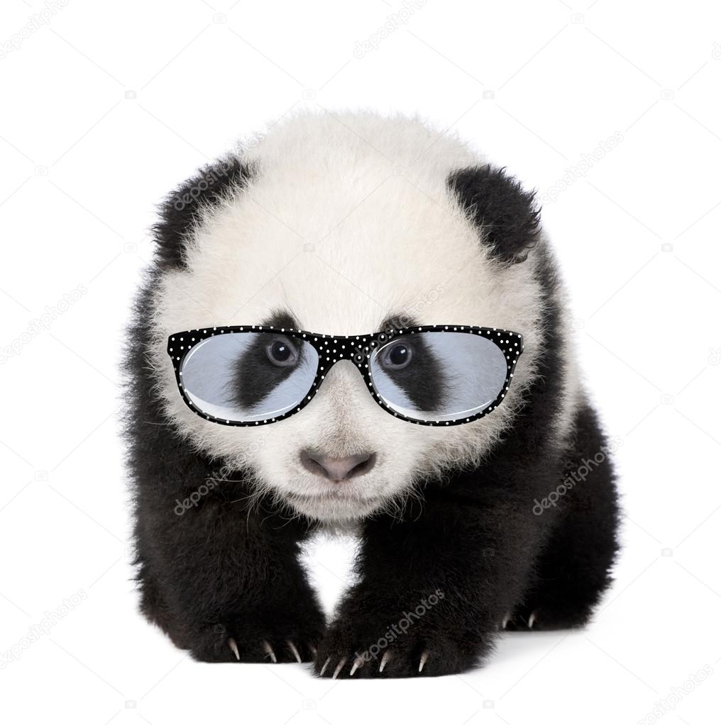 Young Giant Panda wearing glasses in front of a white background Stock ...