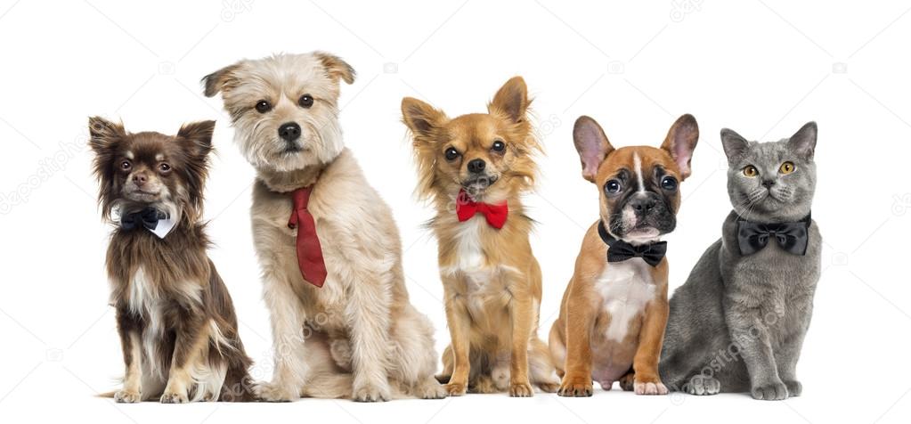 Group of dogs and cats in front of a white background — Stock Photo ...