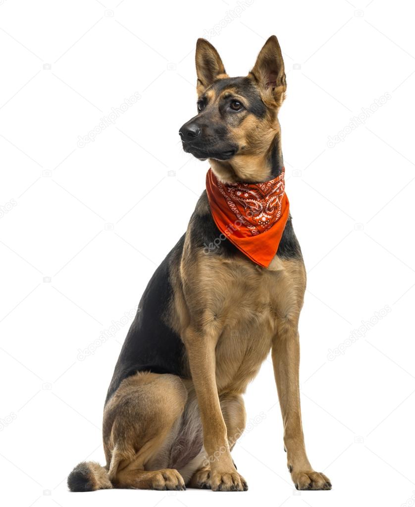 German Shepherd sitting in front of a white background Stock Photo by ...