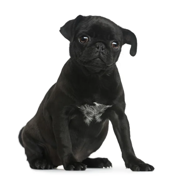 Pug, 1 year old, standing in front of white background Stock Photo by ...