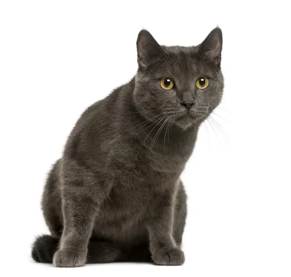 Chartreux cat Stock Photos, Royalty Free Chartreux cat Images ...