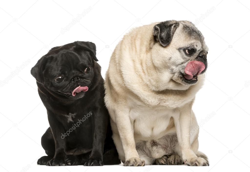 Retarded Pugs