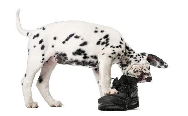 Dog chewing shoe Stock Photos, Royalty Free Dog chewing shoe Images ...