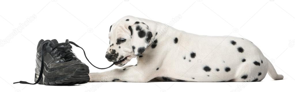 Dog chewing shoe Stock Photos, Royalty Free Dog chewing shoe Images ...