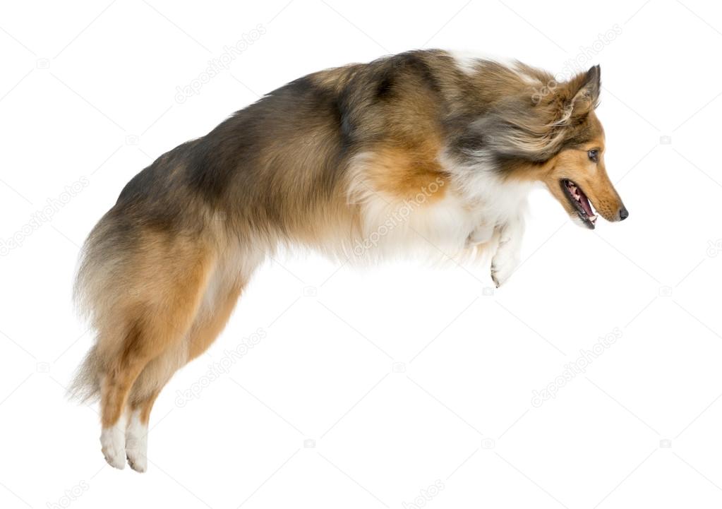 Dog Jumping White Background