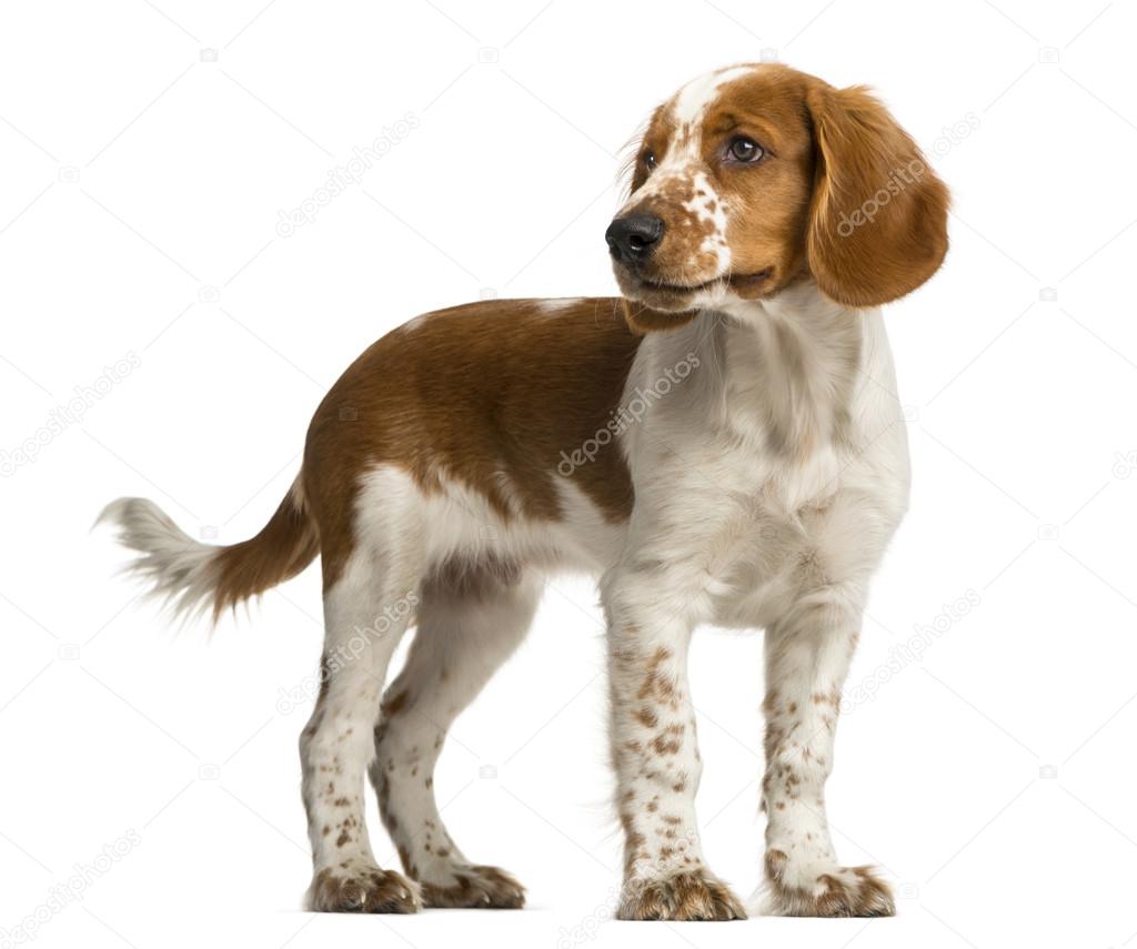 Welsh Springer Spaniel standing in front of a white background — Stock ...