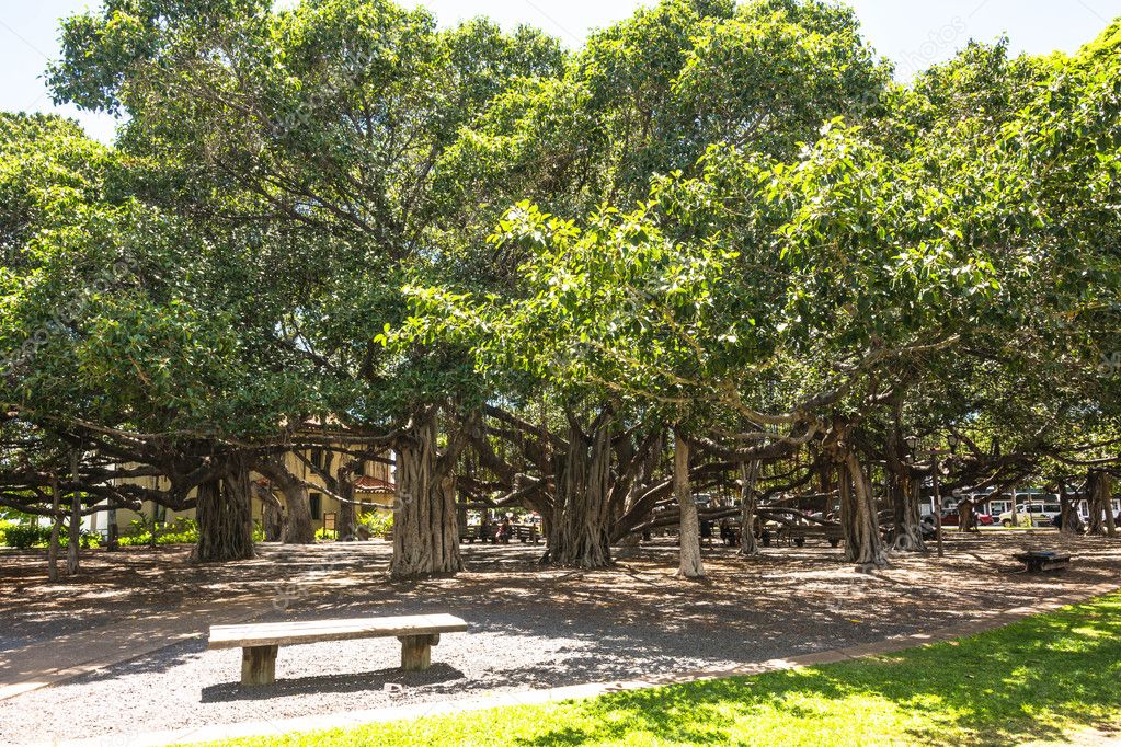 The Banyan Tree of Lahaina, Hawaii — Stock Editorial Photo © PiKappa ...