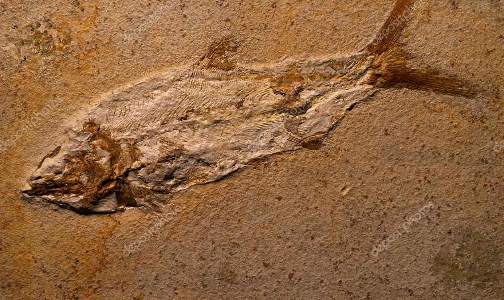 Fossils of ancient fish in rock — Stock Photo © wlad74 #60616151