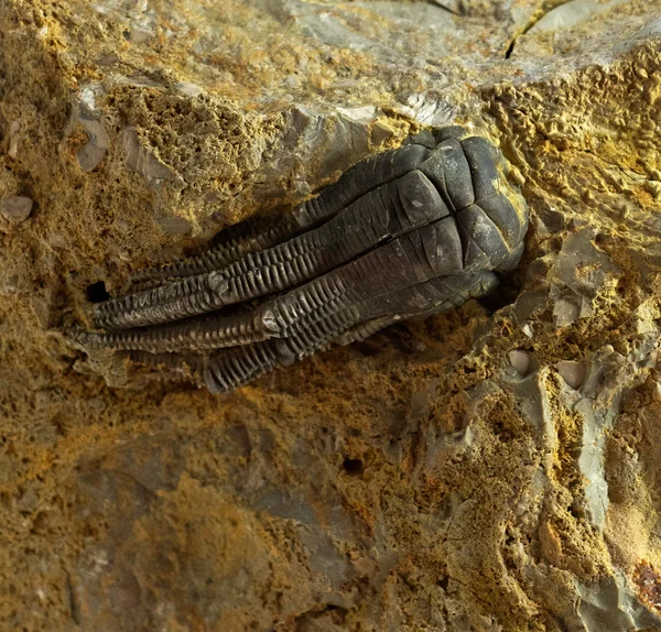 Tekstur batu dengan fosil Stock Photos, Royalty Free Tekstur batu ...