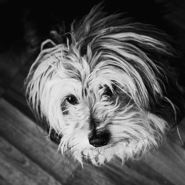 Bogey Stock Photos, Royalty Free Bogey Images | Depositphotos