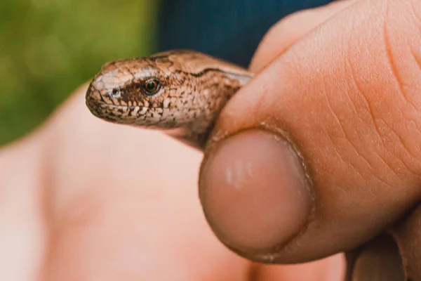 Snake With Human Face