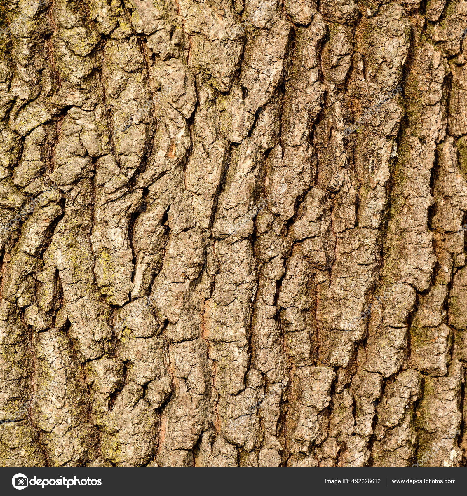 Dibujo De Textura De Corteza De árbol Corteza De Árbol De Pino.