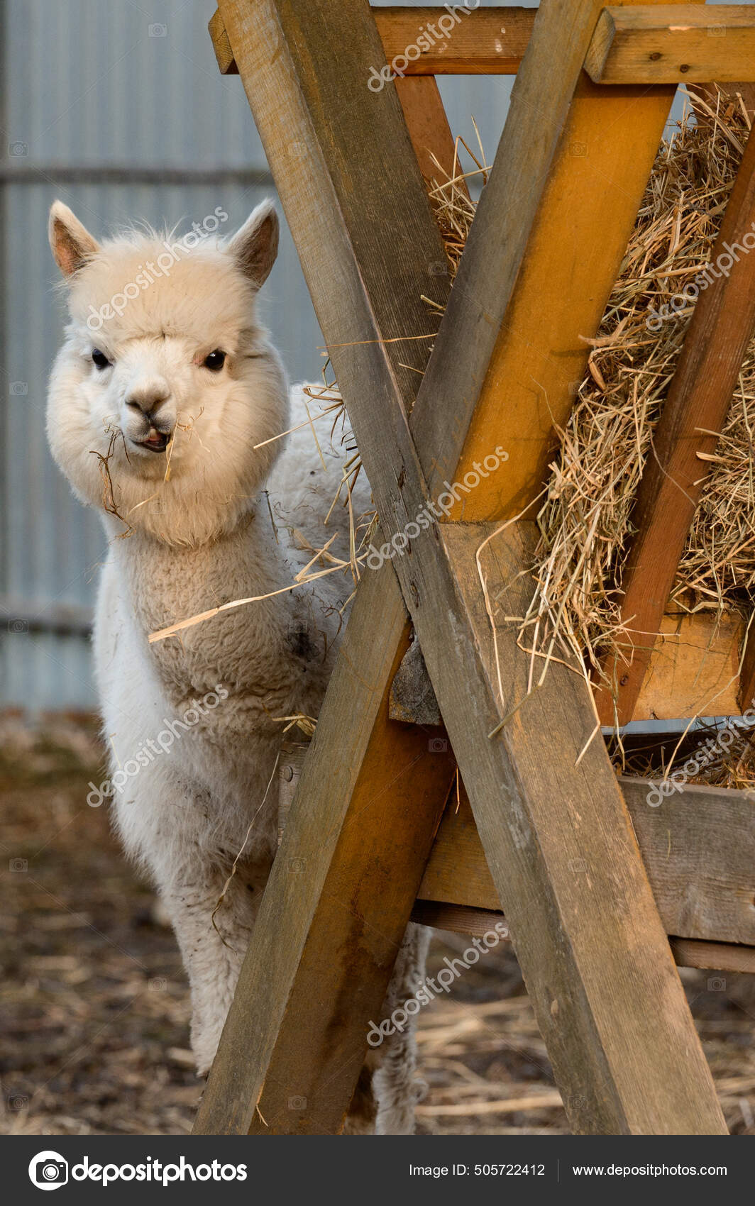 Fluffy Baby Llamas