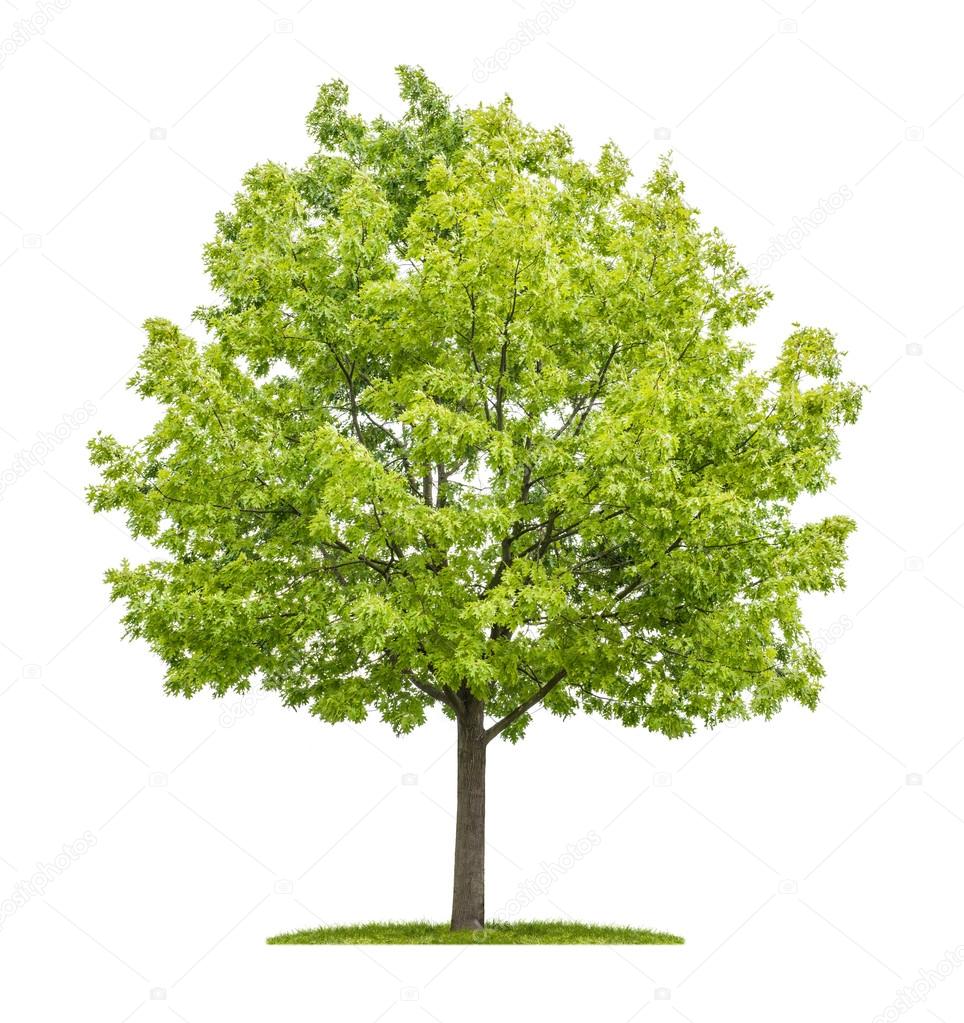 Oak Tree White Background