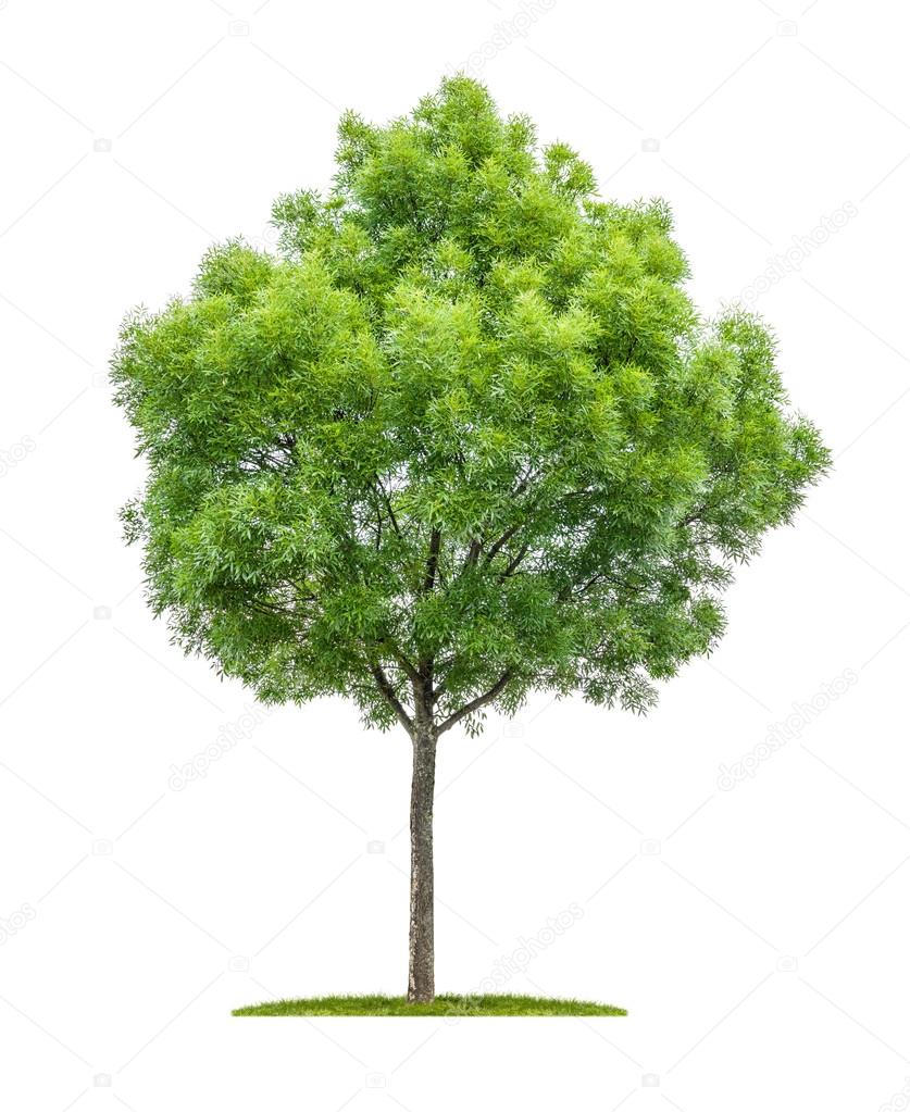 Fotos de Cenicero aislado de hojas estrechas sobre un fondo blanco ...