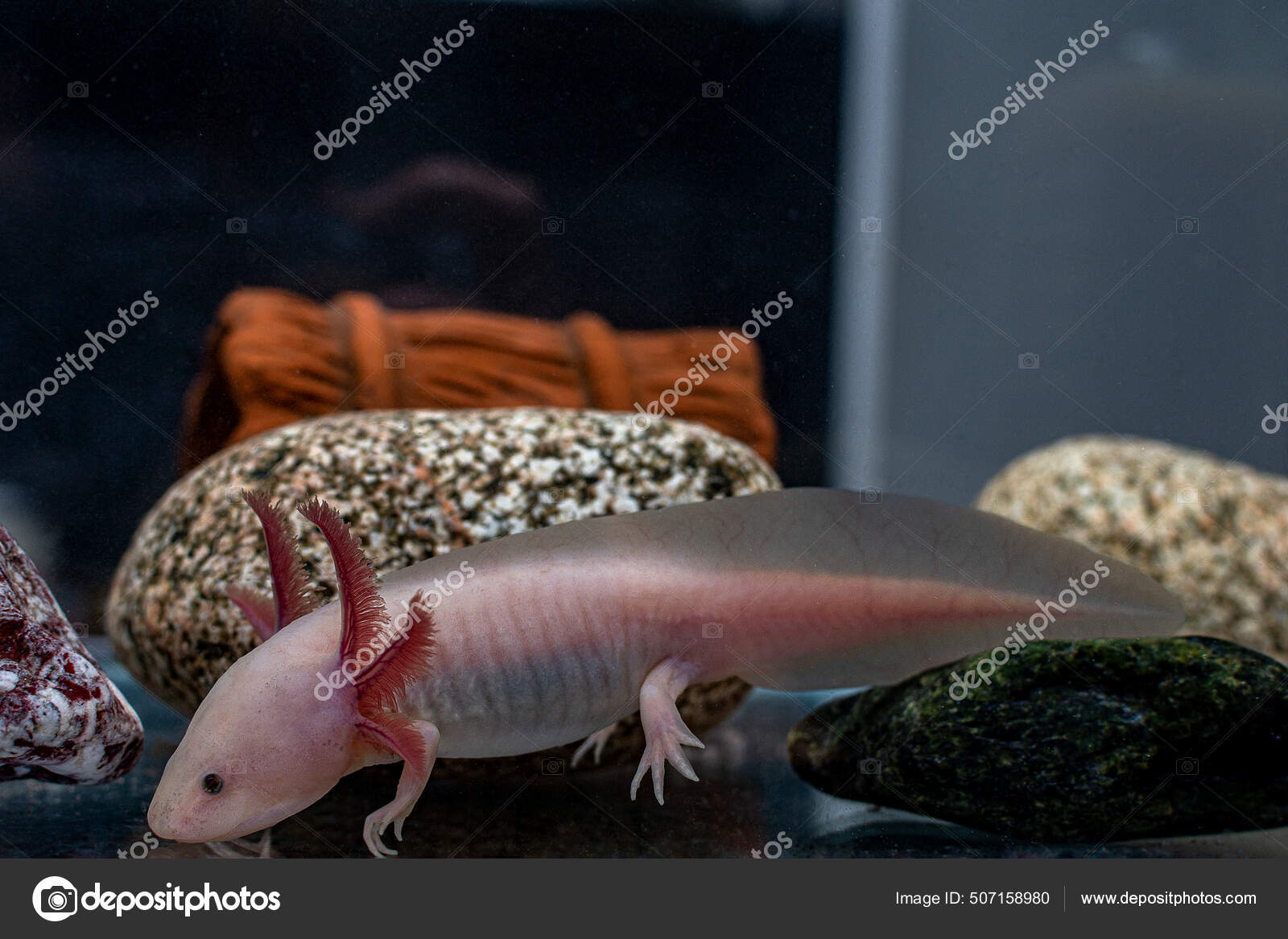 Axolotl Mexican Walking Fish Exotic Pet — Stock Photo © ivadimova84 ...