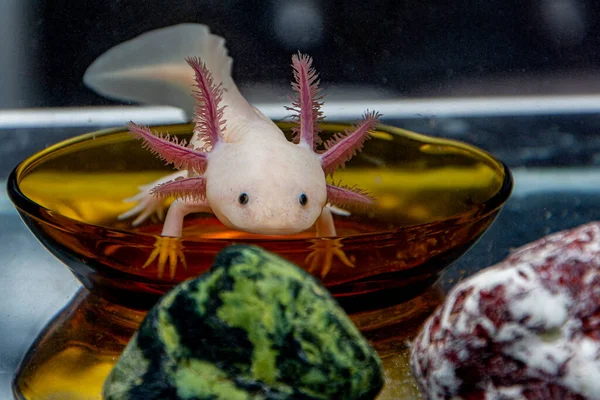 Baby axolotl Stock Photos, Royalty Free Baby axolotl Images | Depositphotos