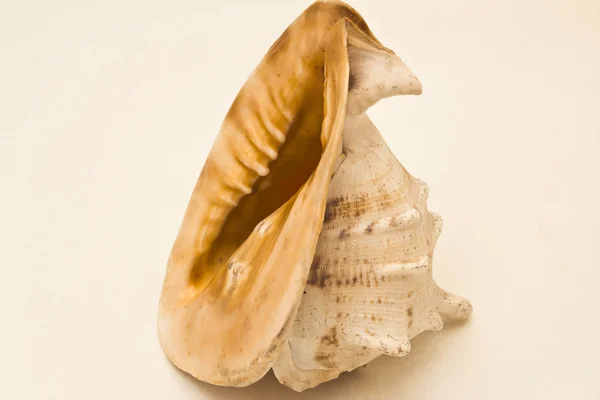 Conch shell horn Stok Foto, Conch shell horn Gambar Bebas Royalti ...