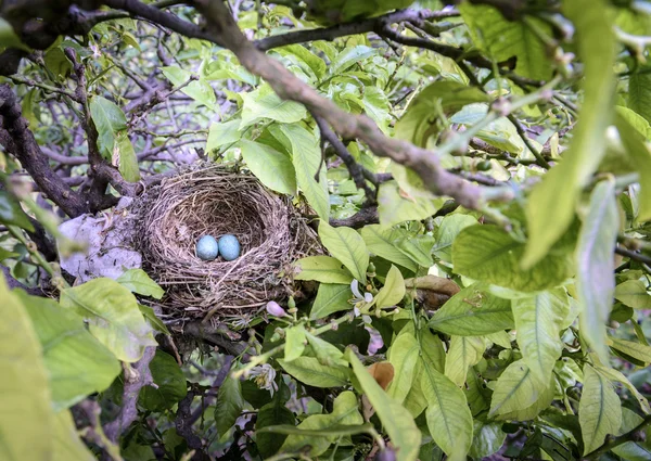 Bird Nest Inside Tree