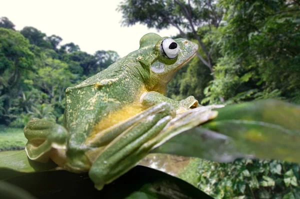 Fotos de Sapo da china, Imagens de Sapo da china sem royalties ...