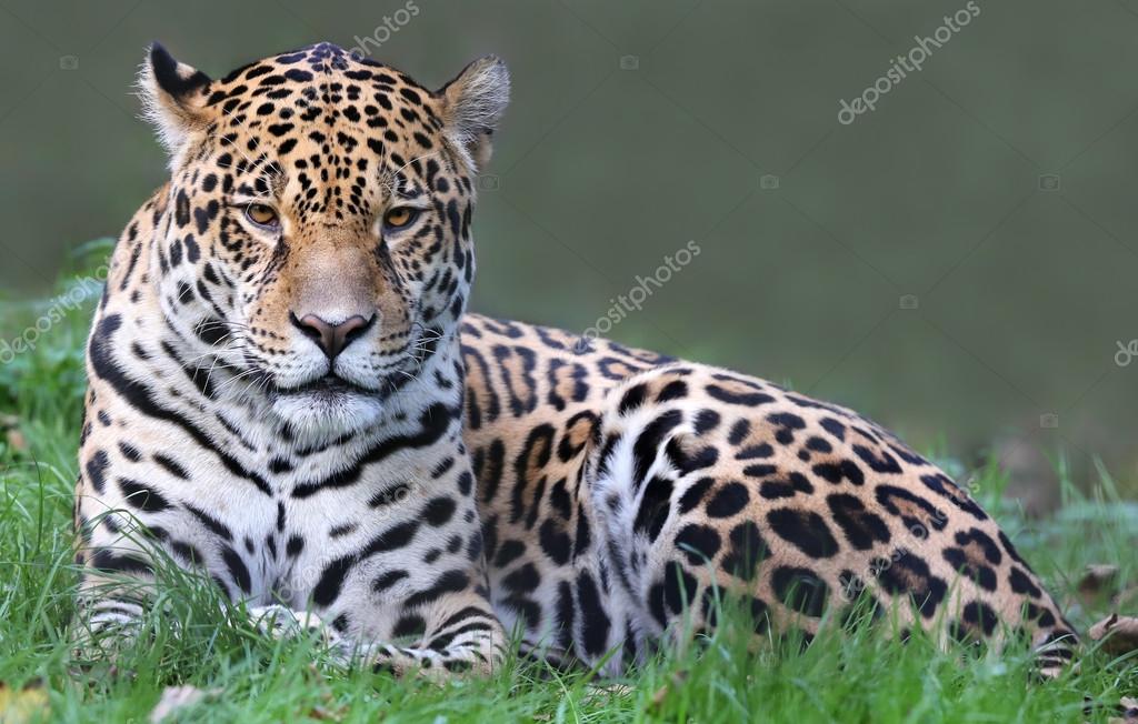 Vista frontal de un Jaguar (Panthera onca ): fotografía de stock ...