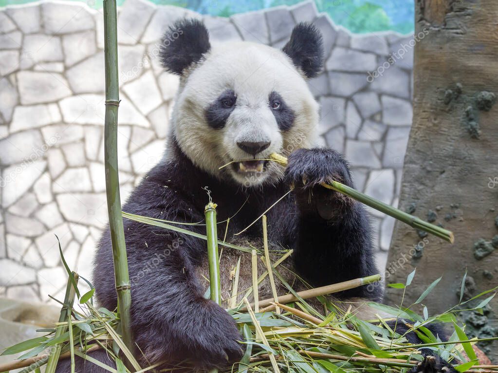 Panda Gigante.Este es un mamífero con un peculiar color de capa en ...