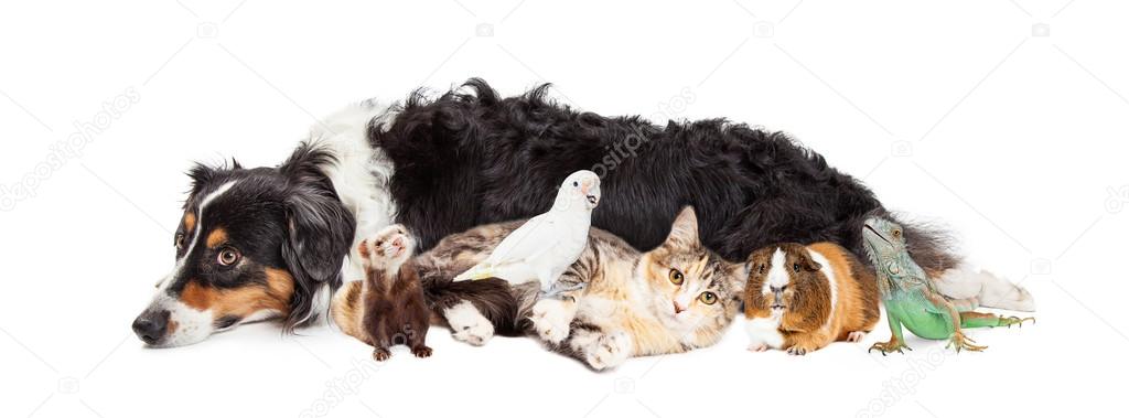Multiple pets Stock Photos, Royalty Free Multiple pets Images ...