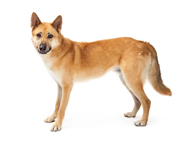 Dingo German Shepherd Mix