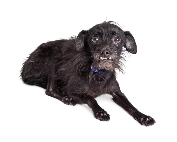 Scruffy dog Stock Photos, Royalty Free Scruffy dog Images | Depositphotos®