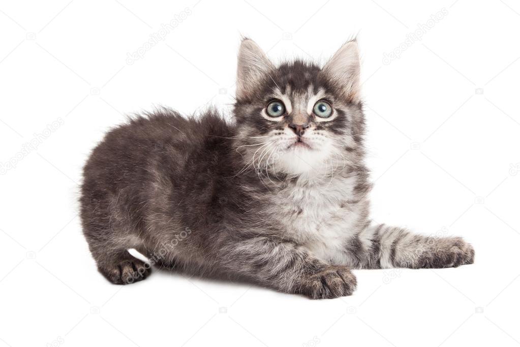 Young tabby kitten laying to side on white Stock Photo by ...