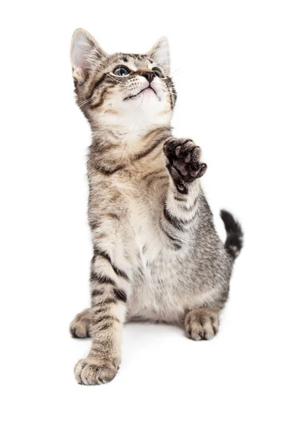 Frisky kitten raising paw Stock Photos, Royalty Free Frisky kitten ...